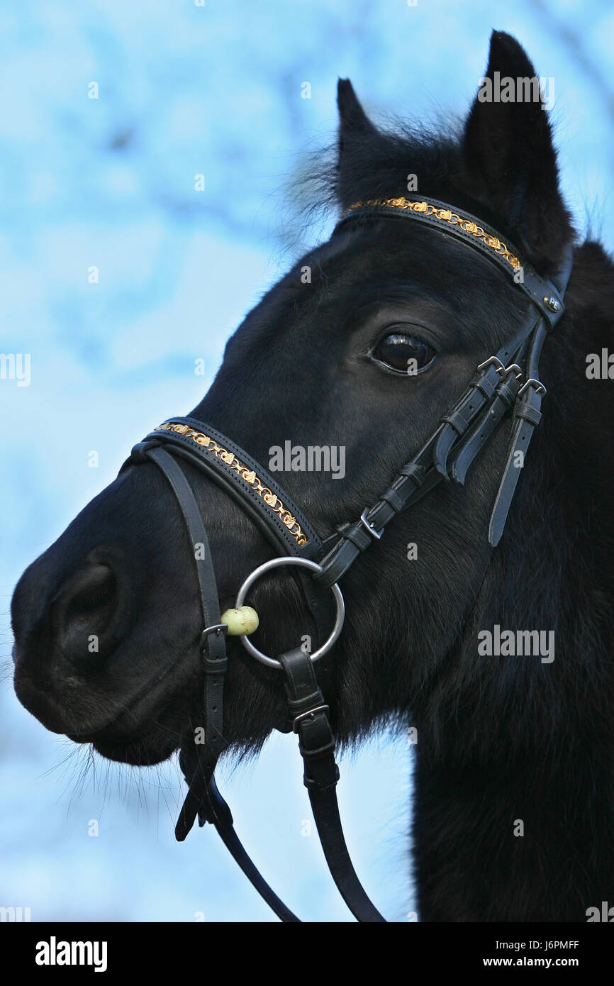 Black pony hi-res stock photography and images - Alamy