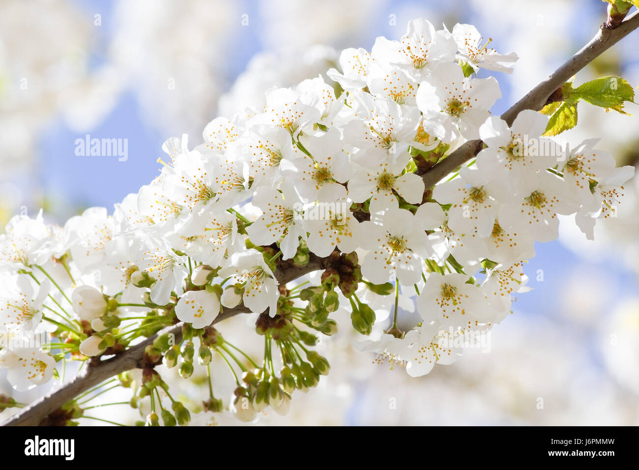 blue flower plant flowers spring seasonal white blue tree trees park ...