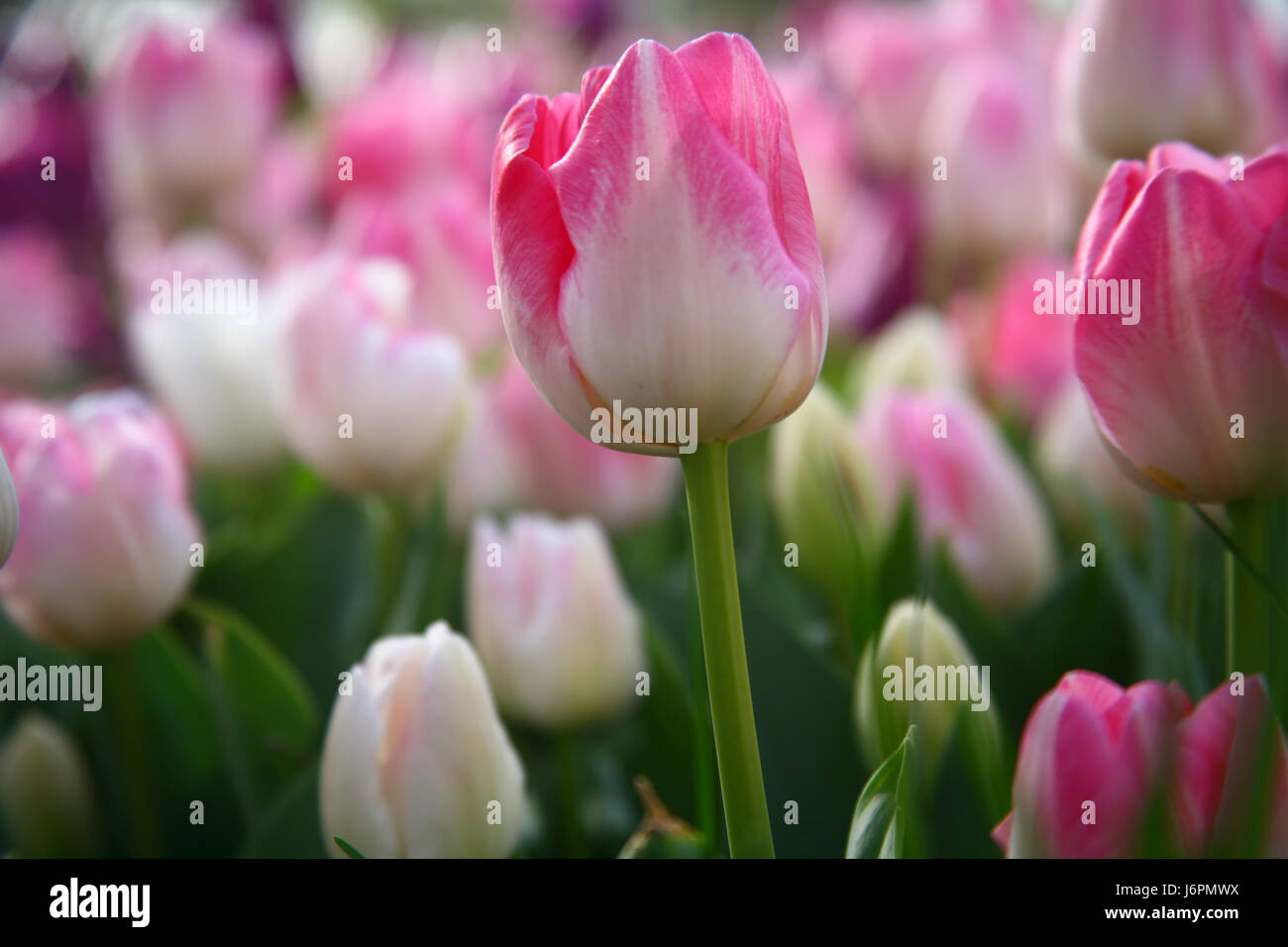 still life tree horizontal spring bouncing bounces hop skipping frisks ...