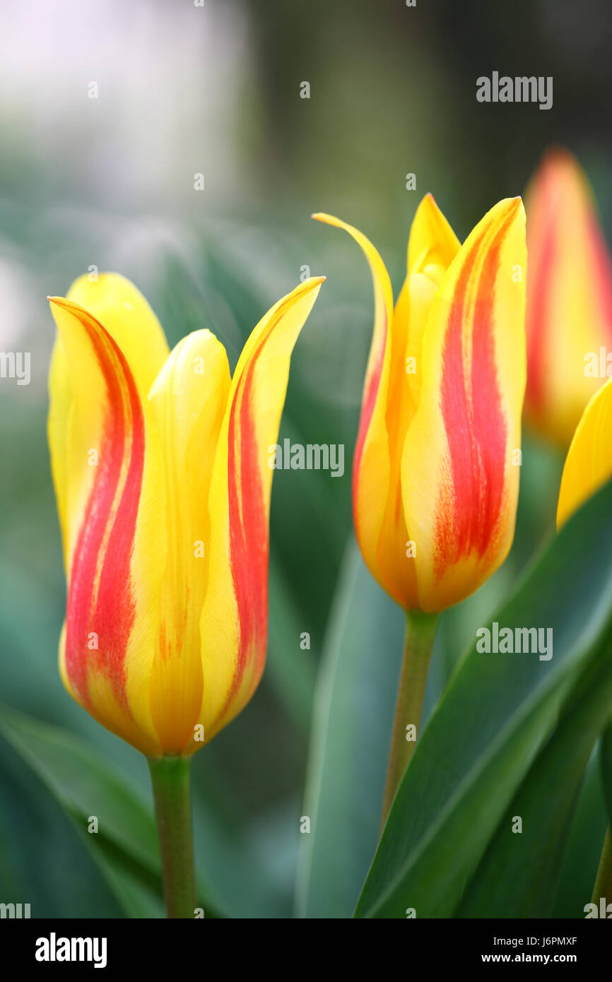 still life tree horizontal spring bouncing bounces hop skipping frisks ...