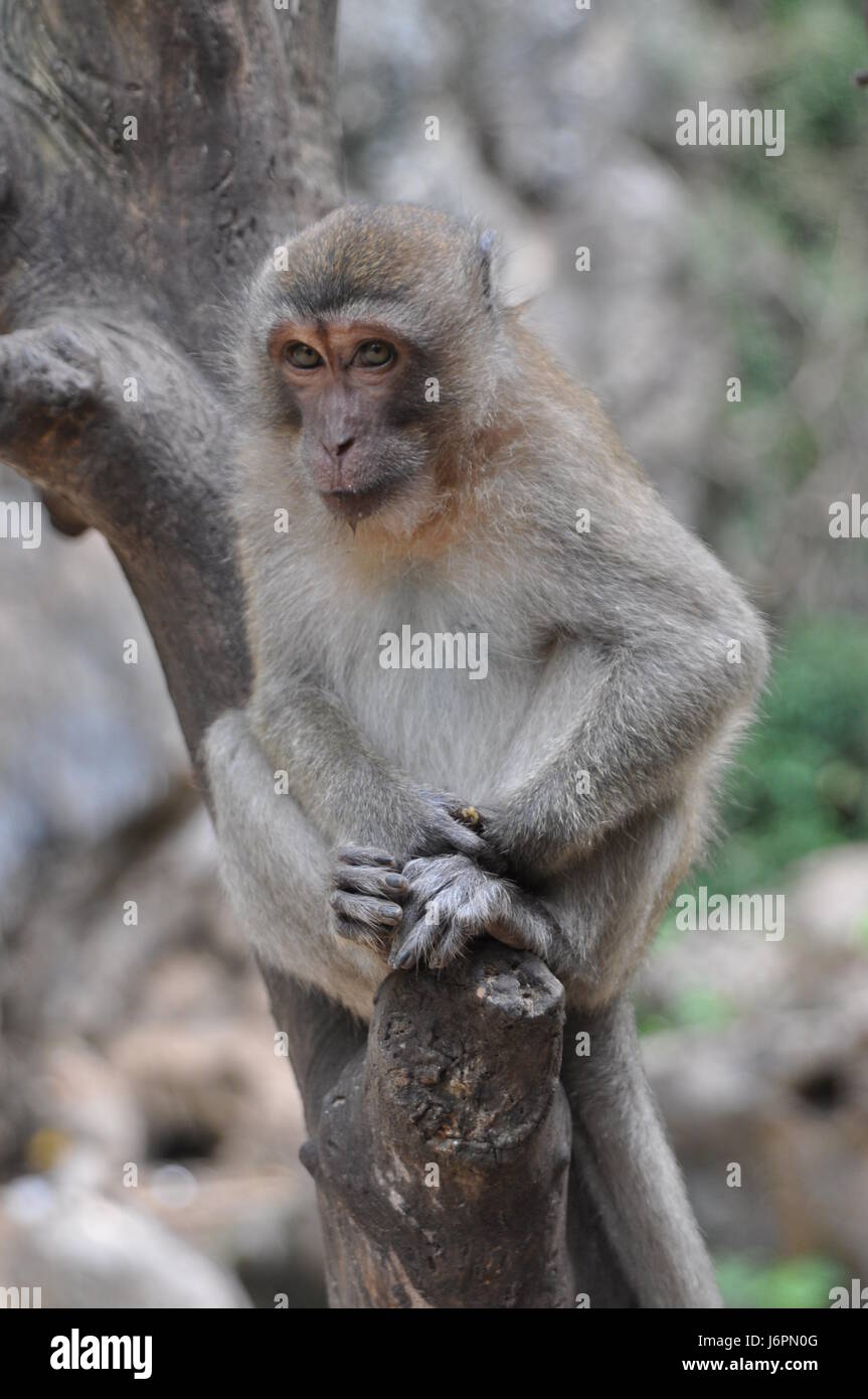 thailand long-tailed macaque macaca makaka Stock Photo - Alamy