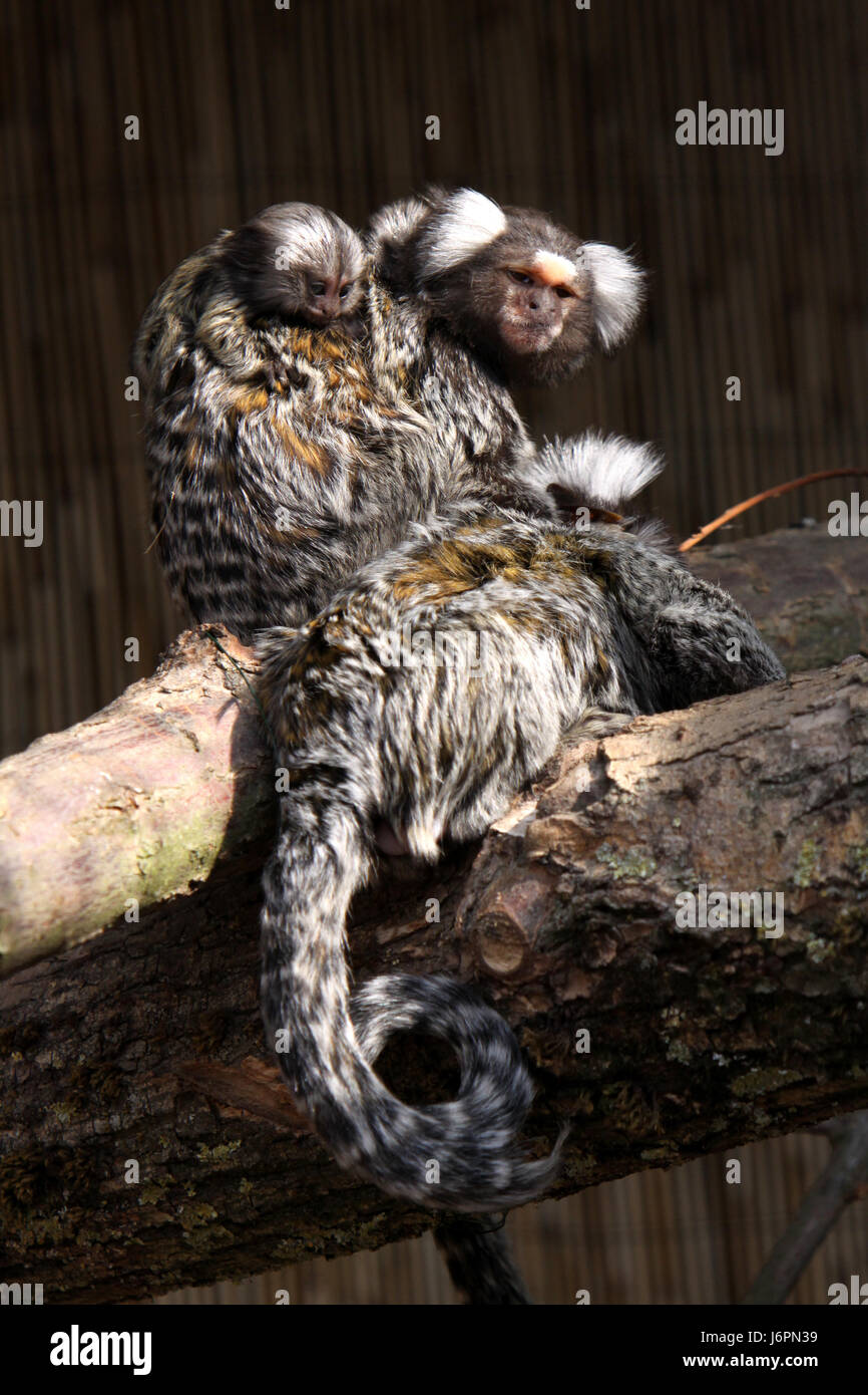 monkey animal mammal monkey offspring brazil young animal familiy ...