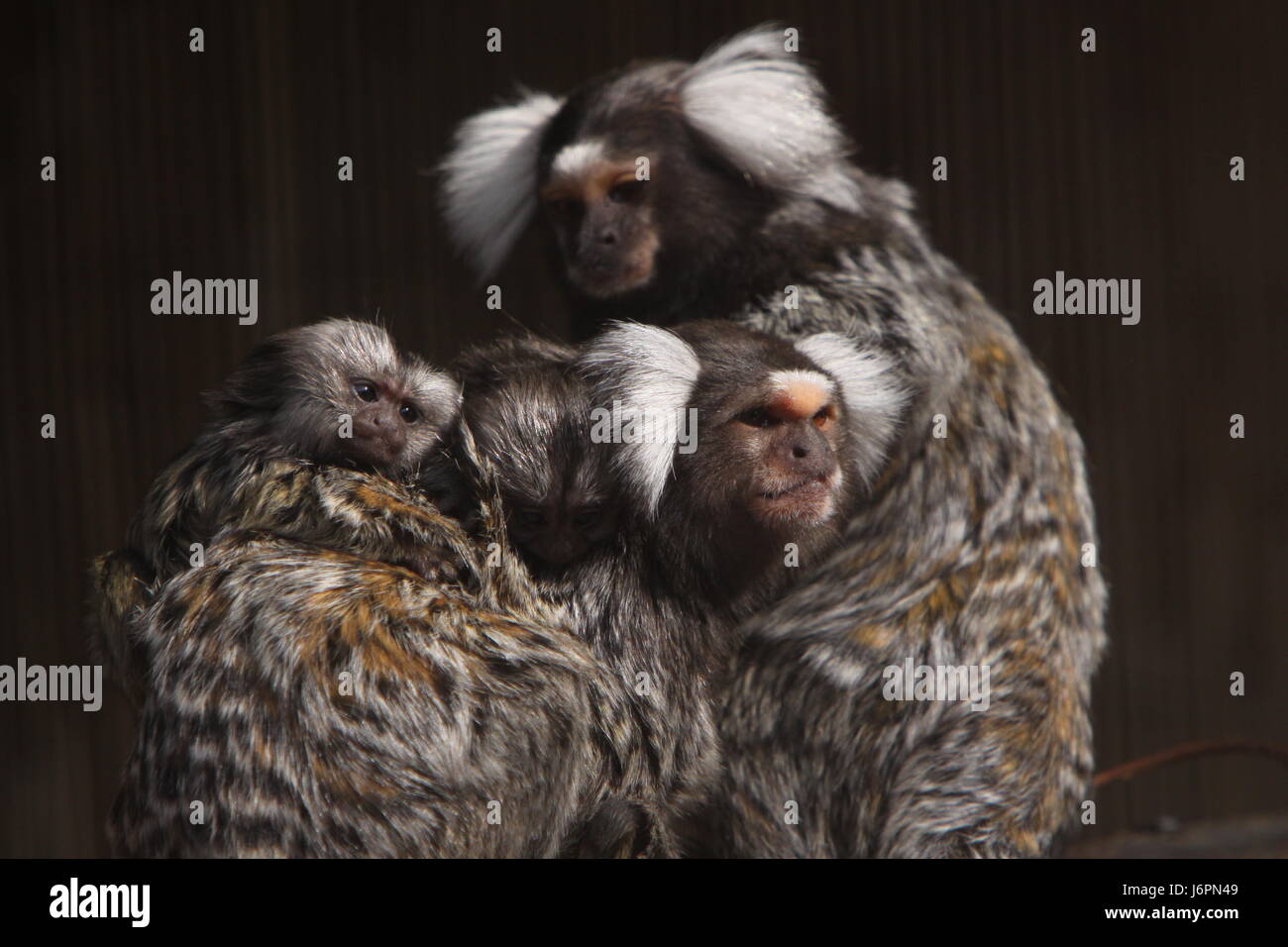 monkey animal mammal monkey offspring brazil young animal familiy ...