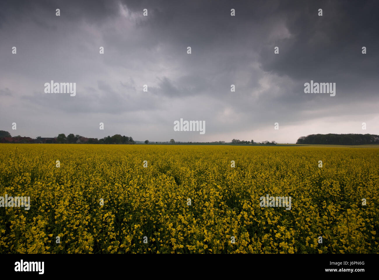 coleseed Rape field field cloudy yellow clouds rain raining frowningly ...