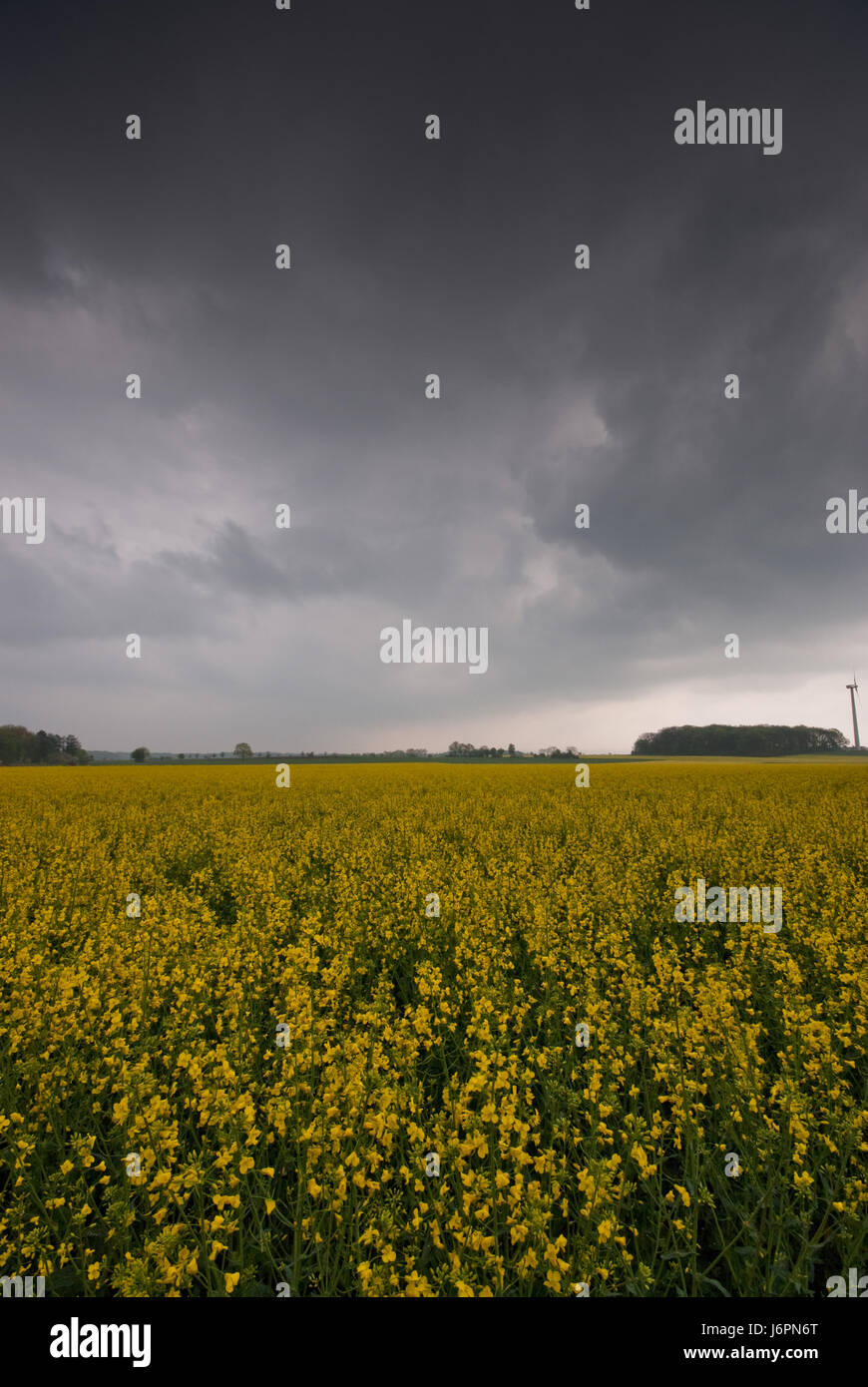 coleseed Rape field field cloudy yellow clouds rain raining frowningly ...