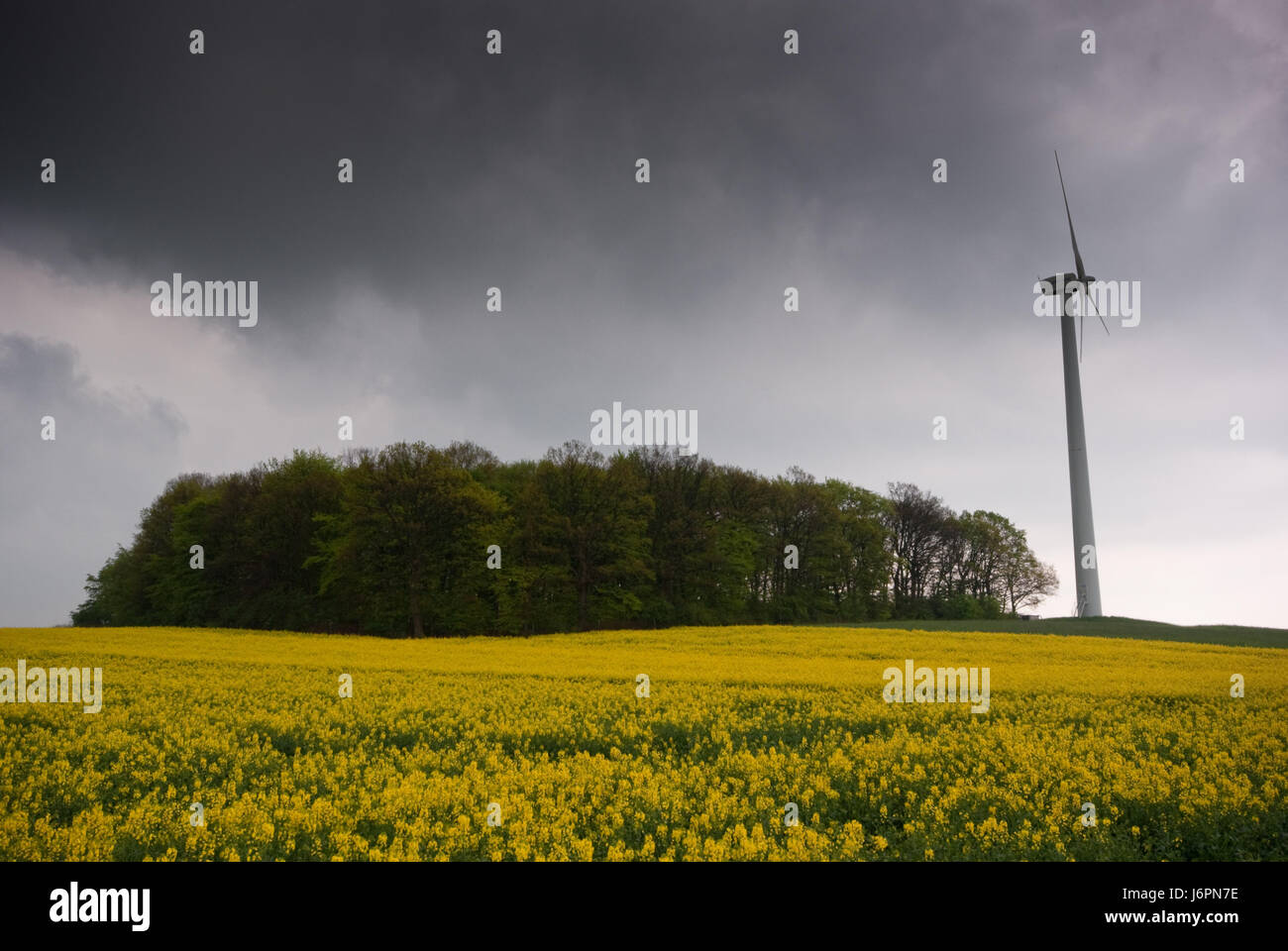coleseed Rape field wind energy scenery countryside nature pinwheel ...