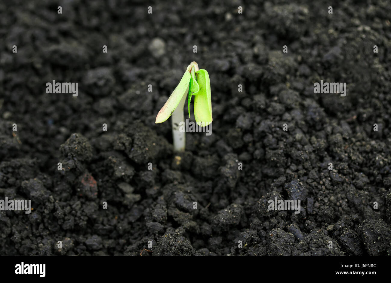 Little green sprout hi-res stock photography and images - Alamy