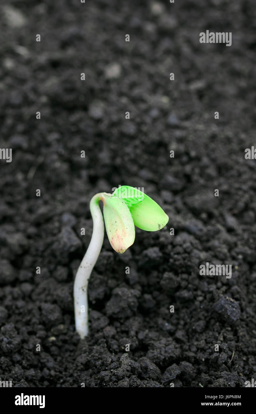 the weak little green sprout breaks in the spring from under the black ...