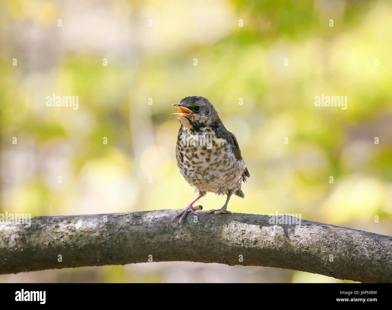 funny little bird the thrush is on the tree, revealing an empty beak ...
