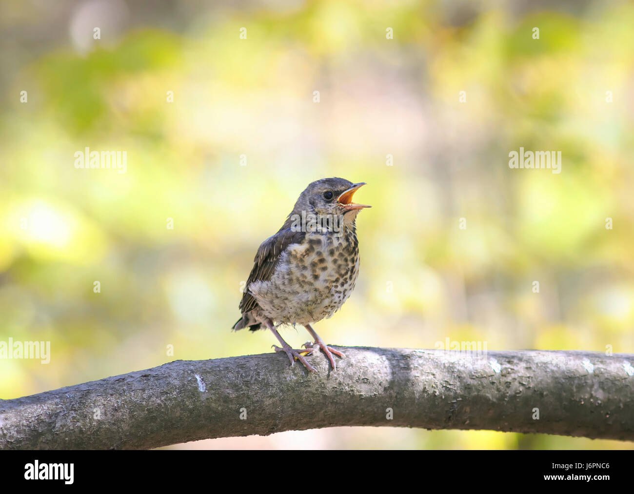 funny little bird the thrush is on the tree, revealing an empty beak ...