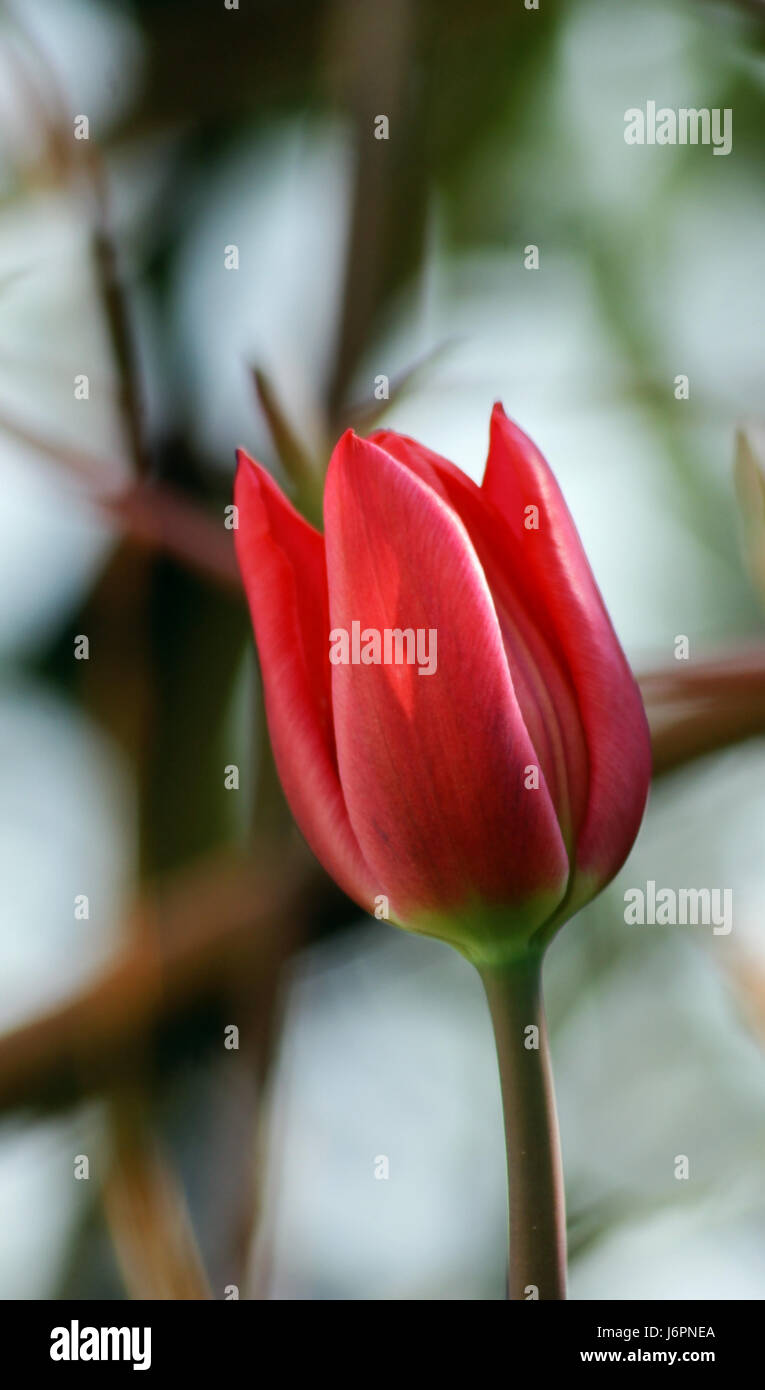 garden bloom blossom flourish flourishing stamp stalk bud flower plant ...