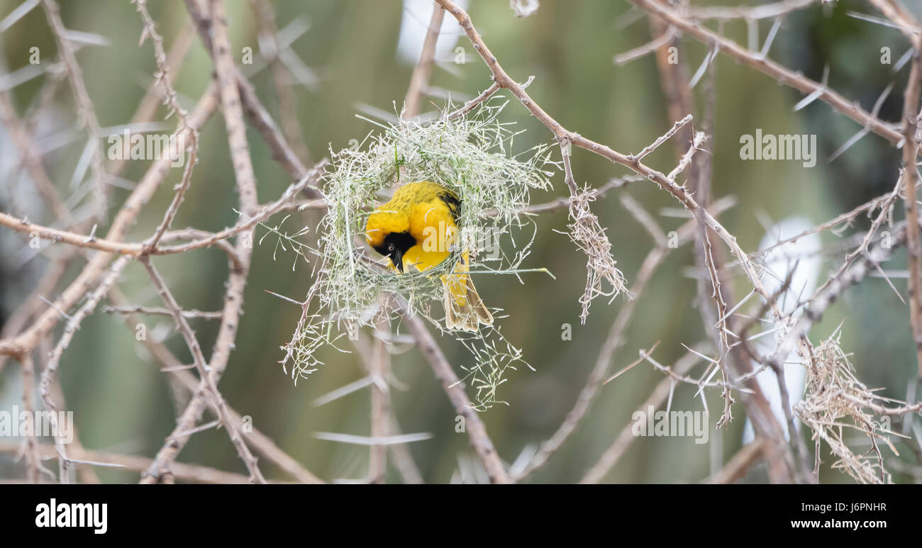 Lesser Masked Weaver (Ploceus intermedius) Weaving a Nest in Northern ...