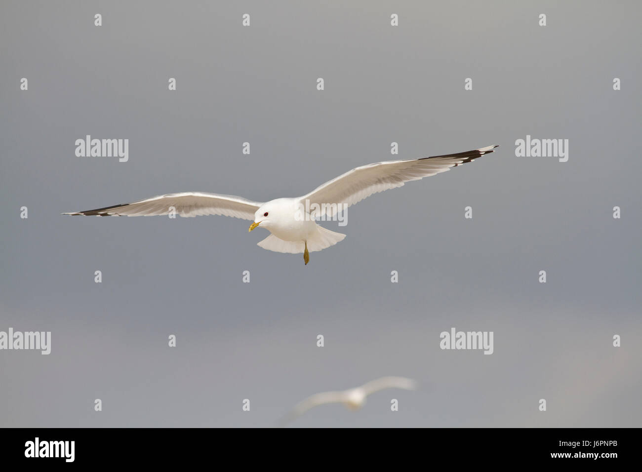 blue motion postponement moving movement bird birds wing approach ...