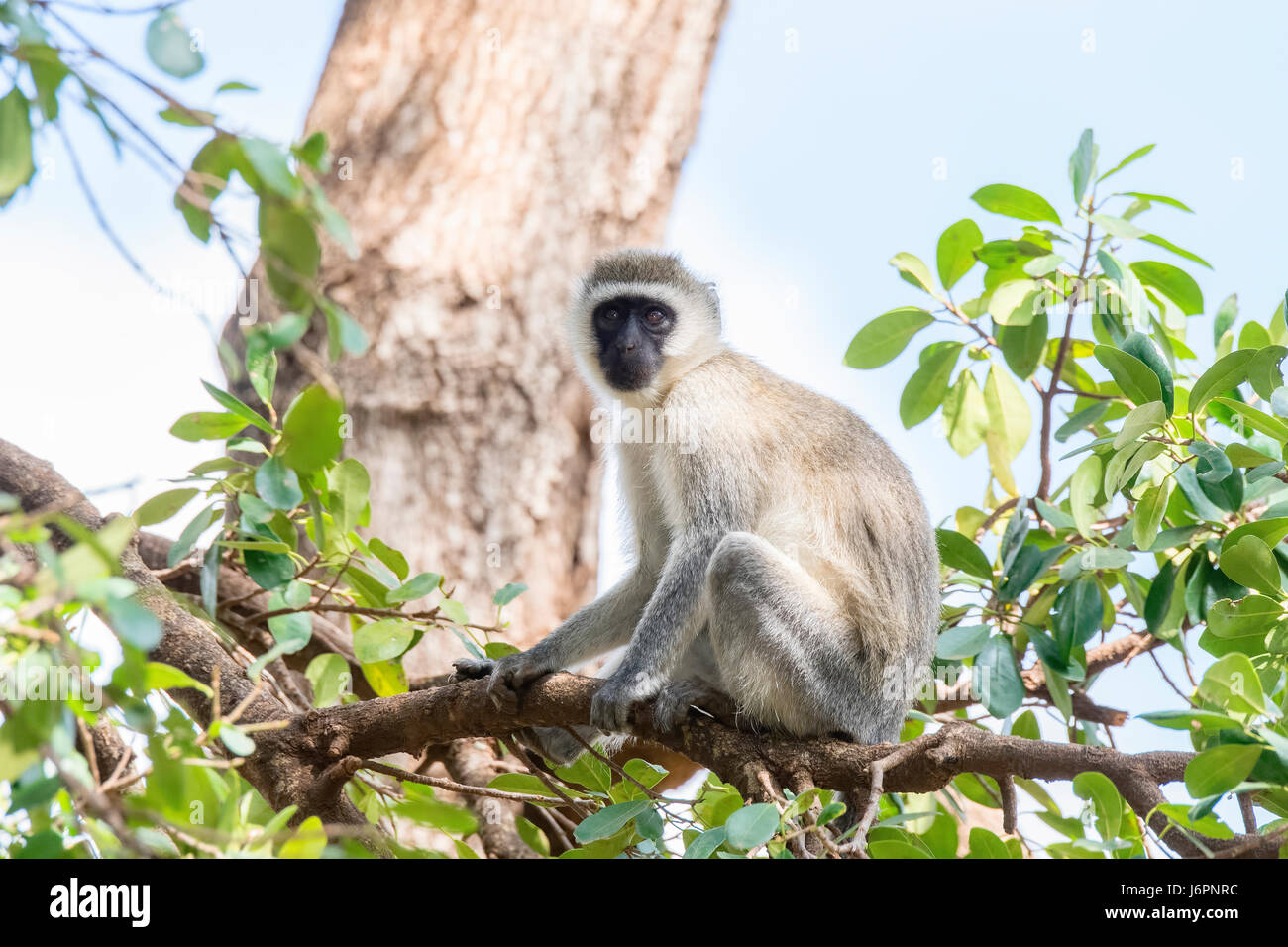 Vervet Monkey (Chlorocebus pygerythrus) in Tree in Northern Tanzania ...