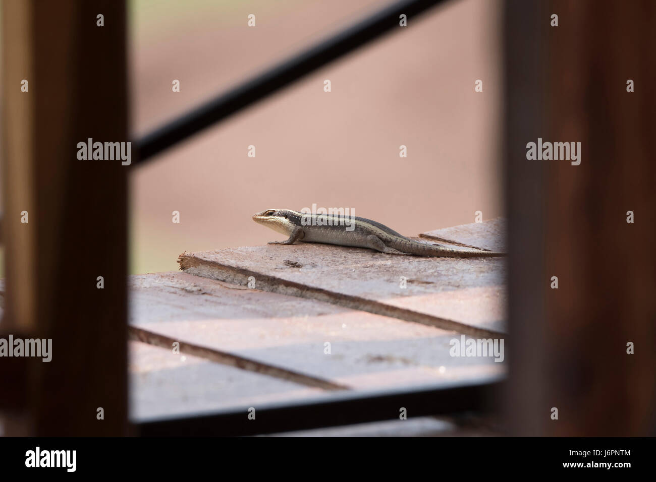 African Striped Skink High Resolution Stock Photography and Images - Alamy