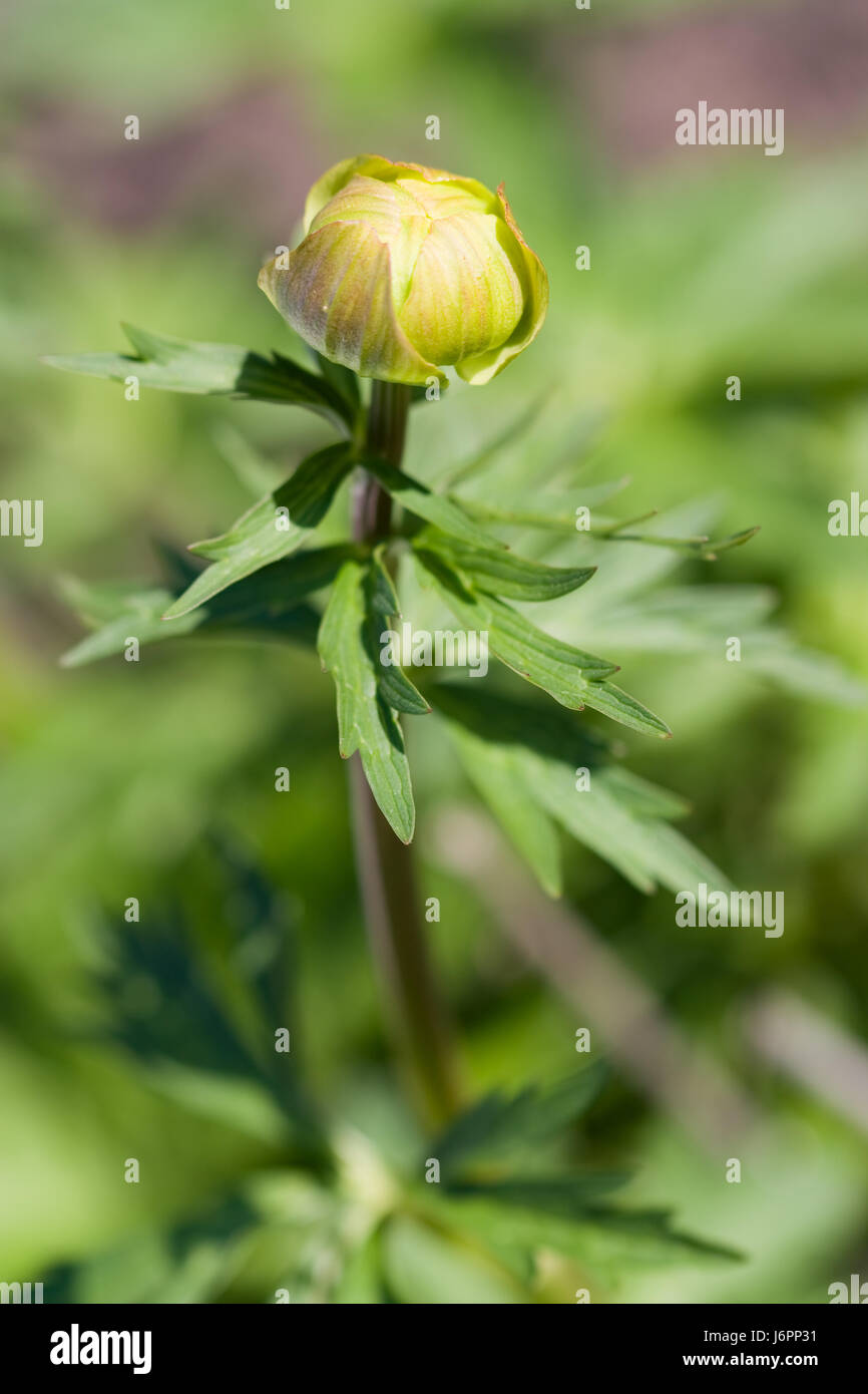 trollblume - trollius europaeus Stock Photo - Alamy