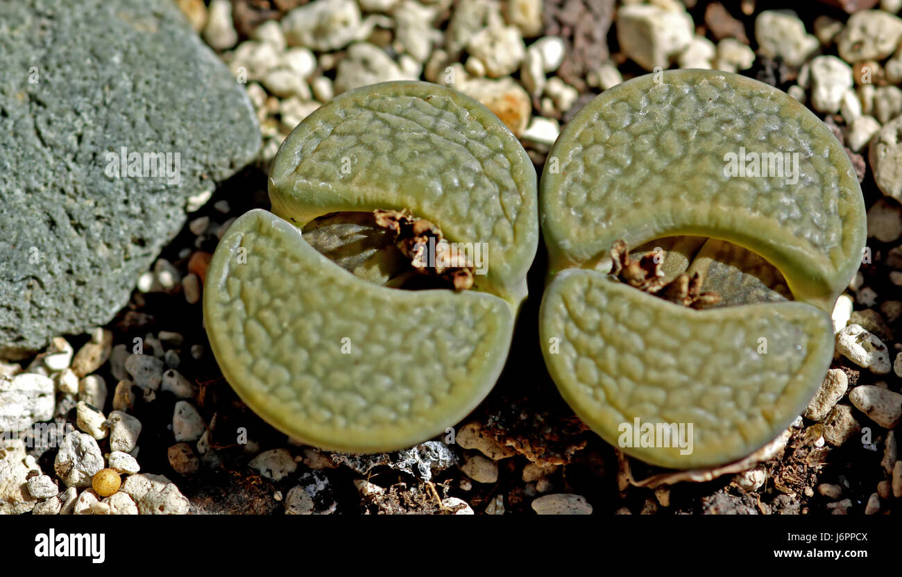 Lithops south africa hi-res stock photography and images - Alamy