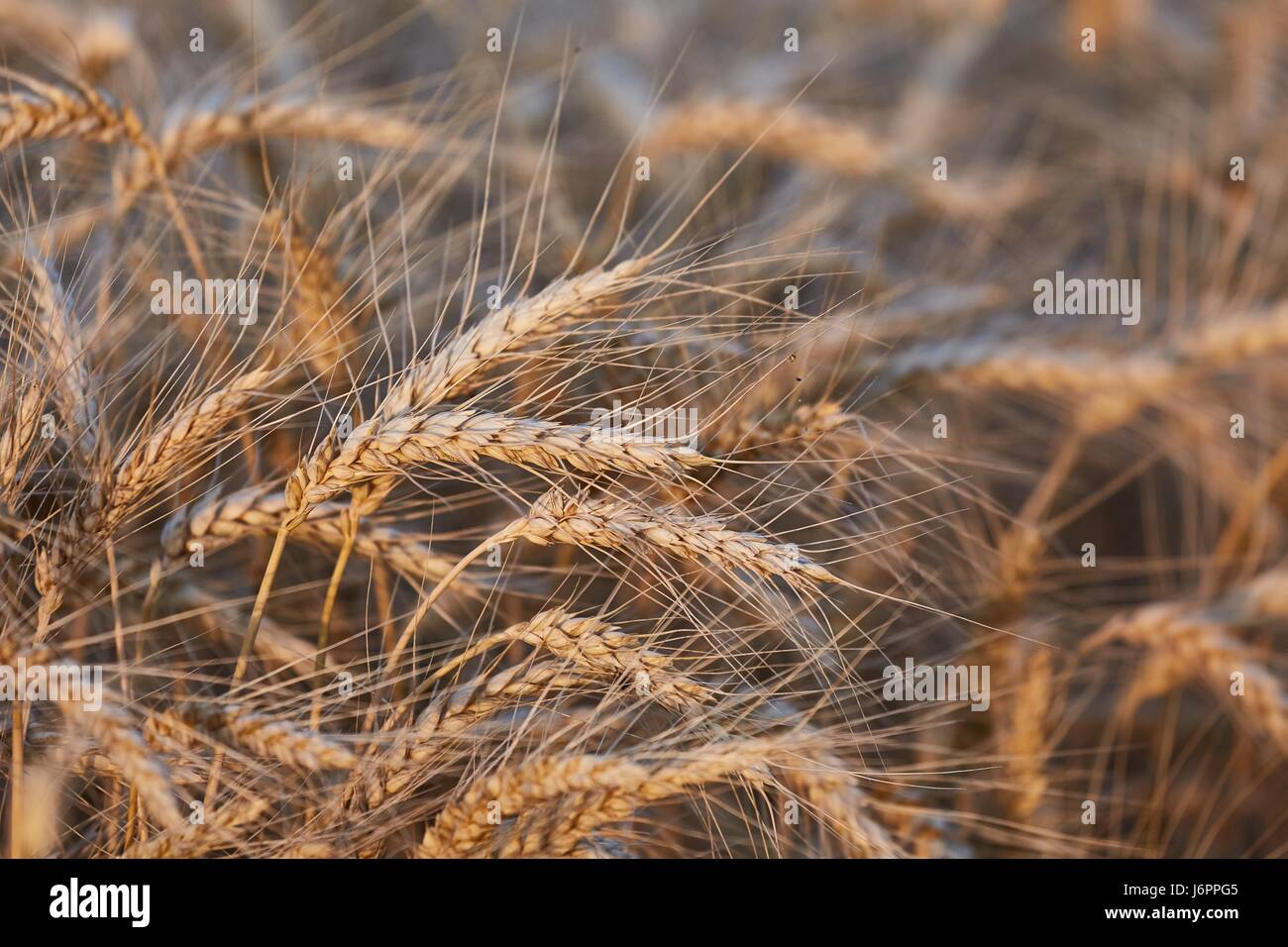 Wheat plants on an agricultural field Stock Photo - Alamy