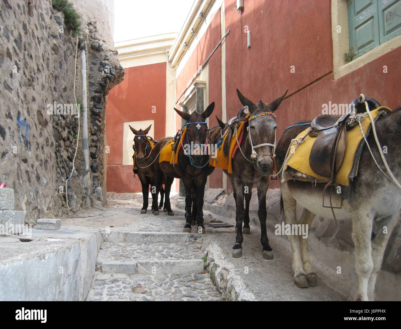 Animal transport hi-res stock photography and images - Alamy