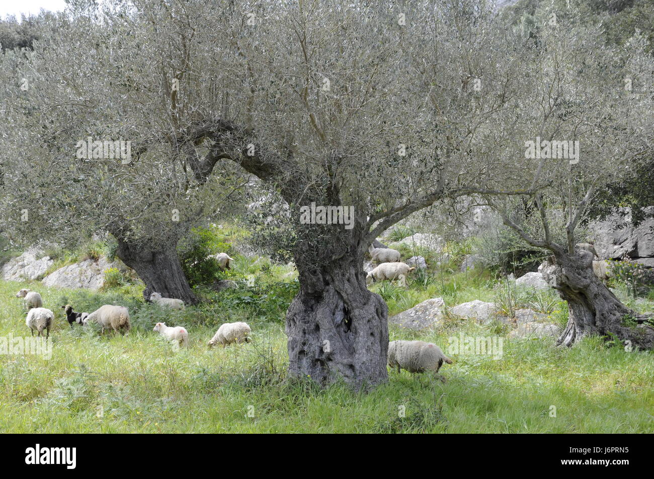 animal animals sheep farm animal sheep (pl.) olive-tree tree trees ...