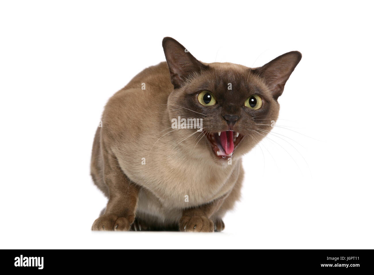 Angry white cat sitting hi-res stock photography and images - Alamy