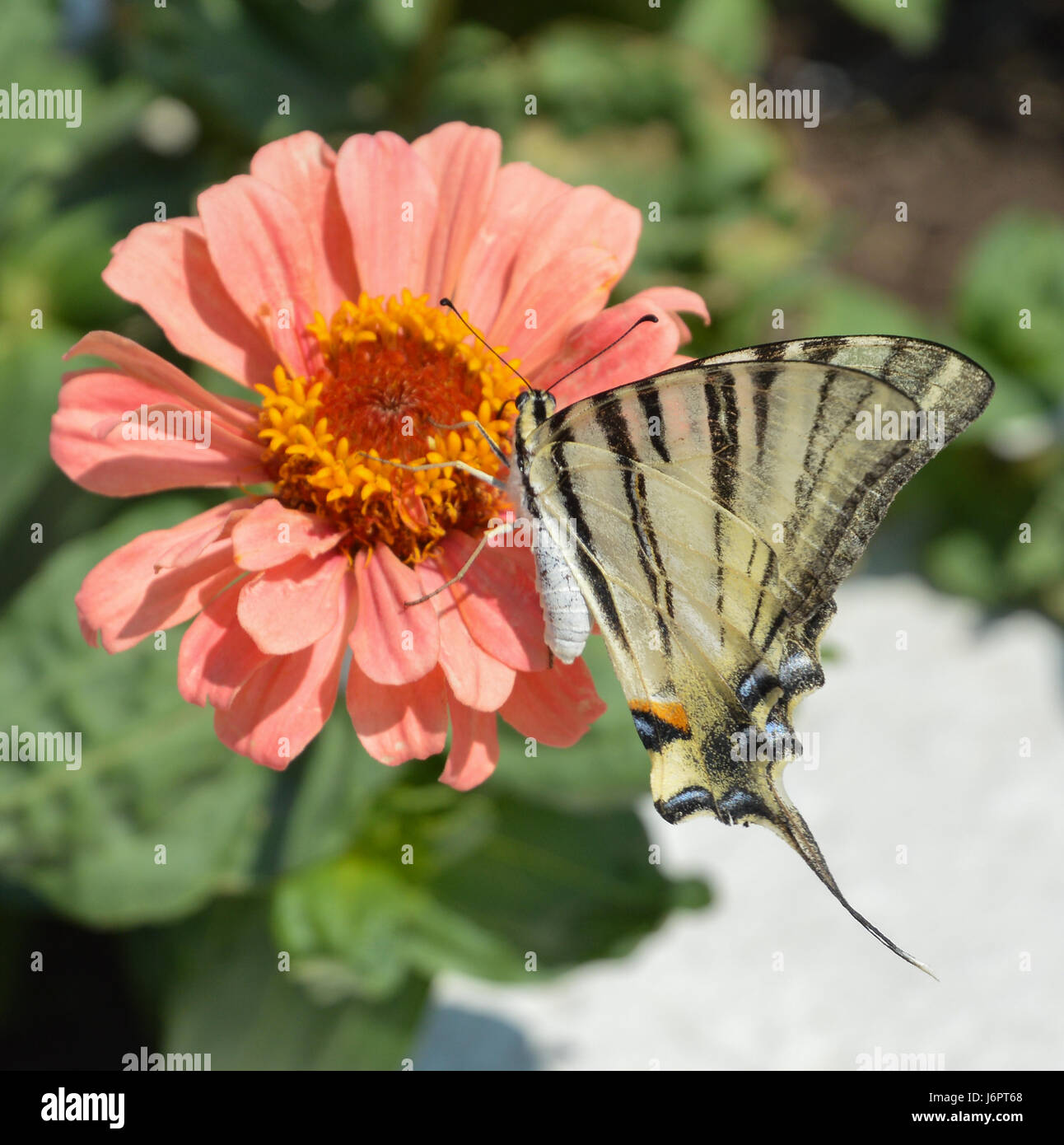 a close up macro detail swallowtail black and white pattern butterfly ...