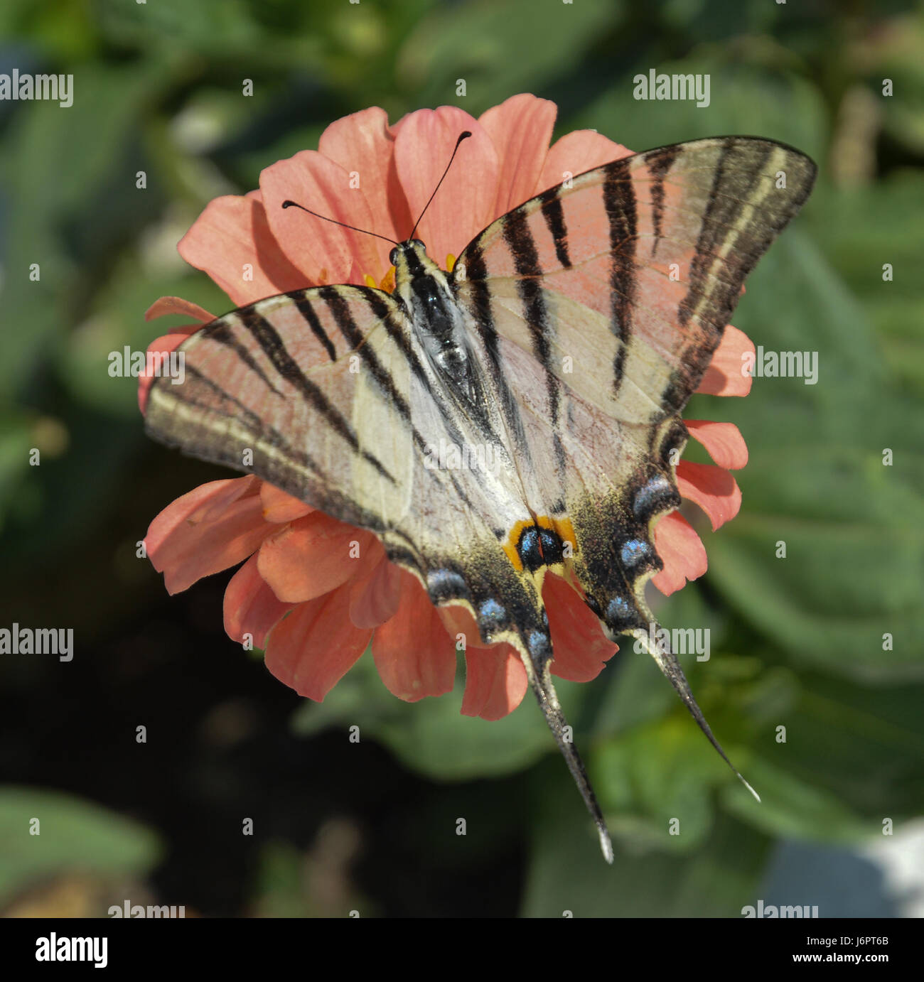 a close up macro detail swallowtail black and white pattern butterfly ...