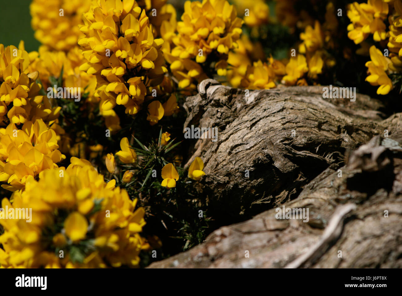 a close up of detail of yellow flower gorse next to a log branch tree ...