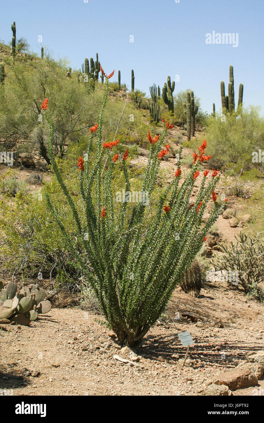 a Ocotillo Jacobs Staff Flaming Sword Vine Cactus Coachwhip Slimwood ...