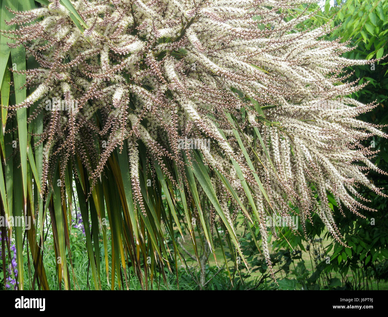 Cornish palm tree High Resolution Stock Photography and Images - Alamy