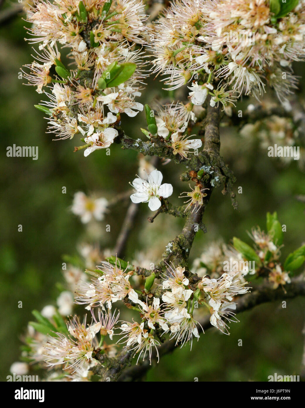 a close up detail of white flower plum cherry full blossom ...