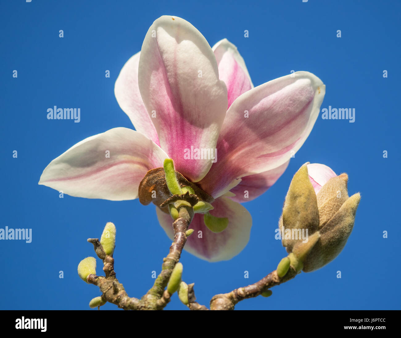 Magnolia branch hi-res stock photography and images - Alamy
