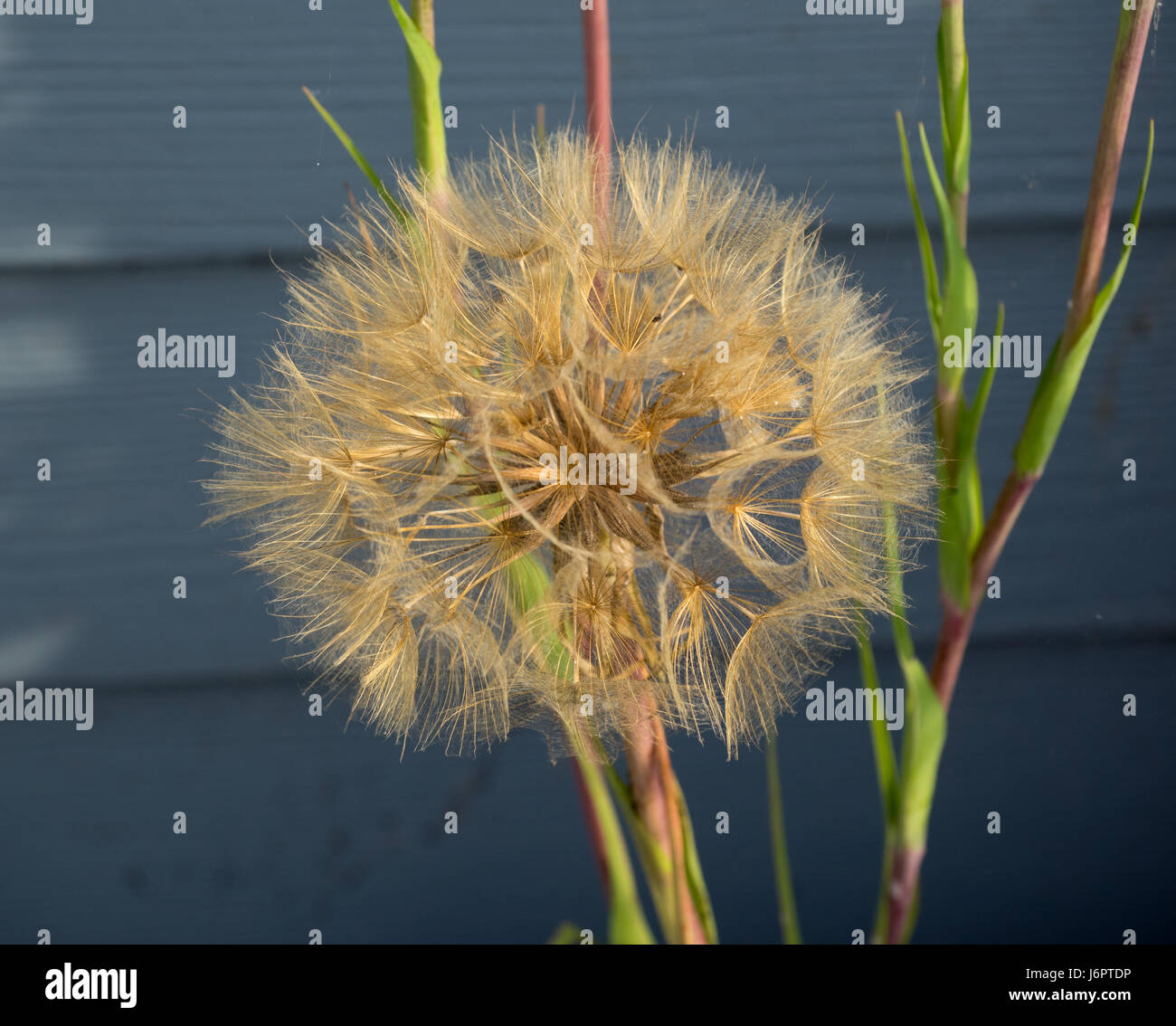 a close up detail of a single one 1 gold golden yellow Salsify flower ...