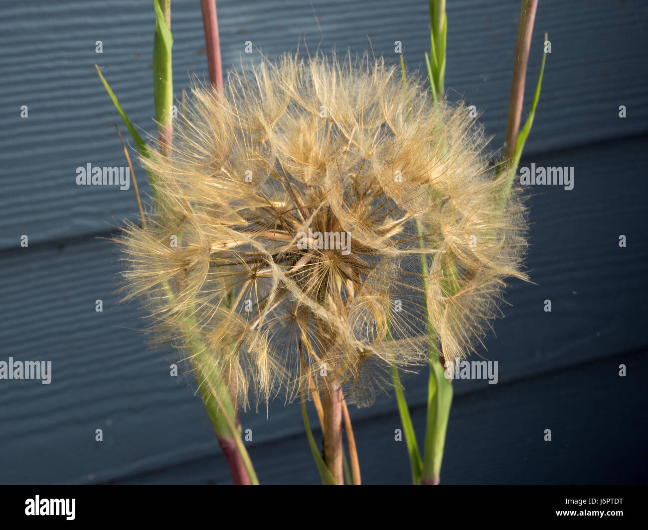 a close up detail of a single one 1 warm gold golden yellow Salsify ...