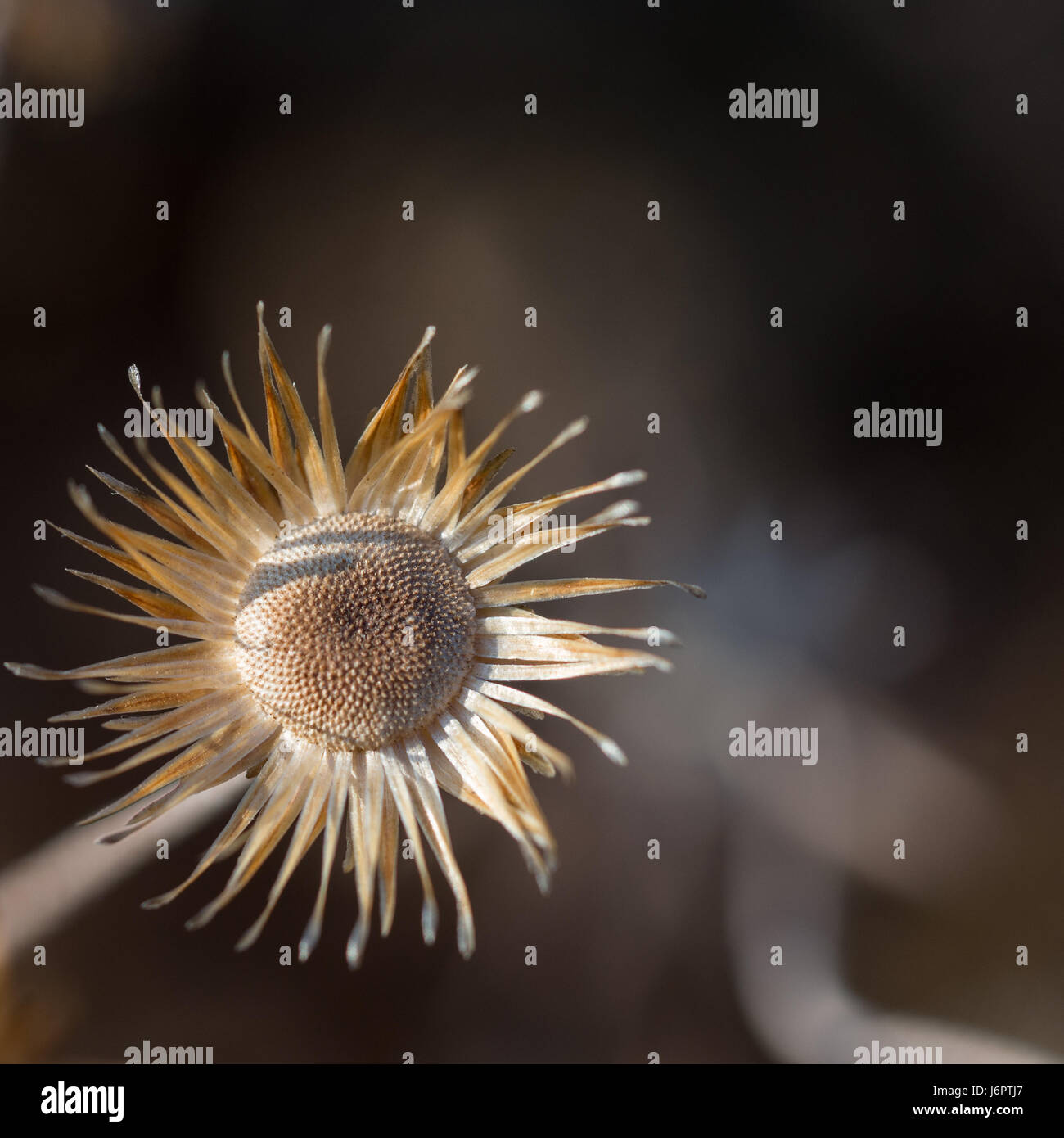 Golden yellow single flowers hi-res stock photography and images - Alamy