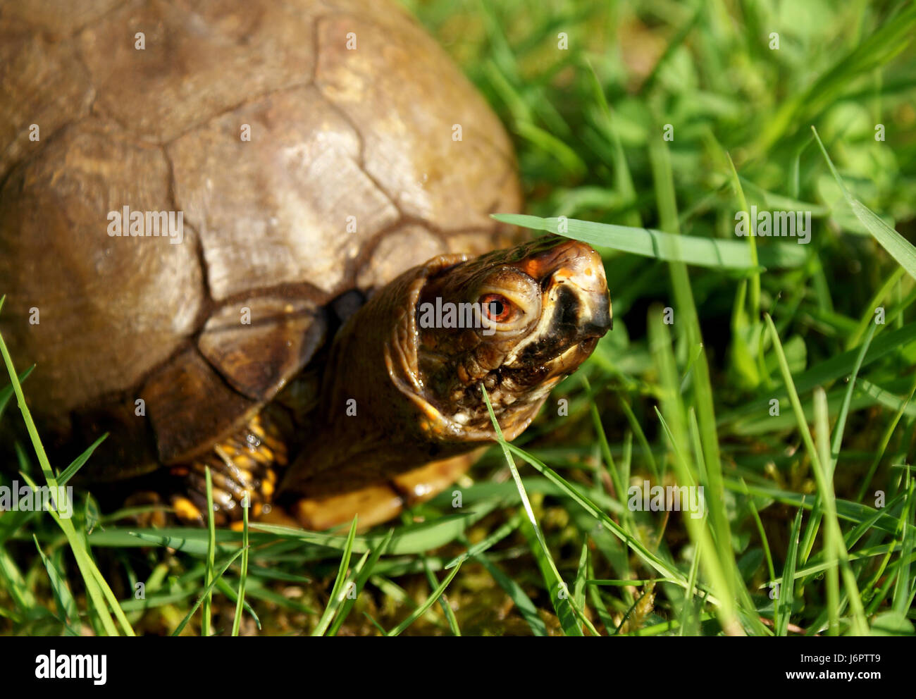 Terrapin portrait hi-res stock photography and images - Alamy