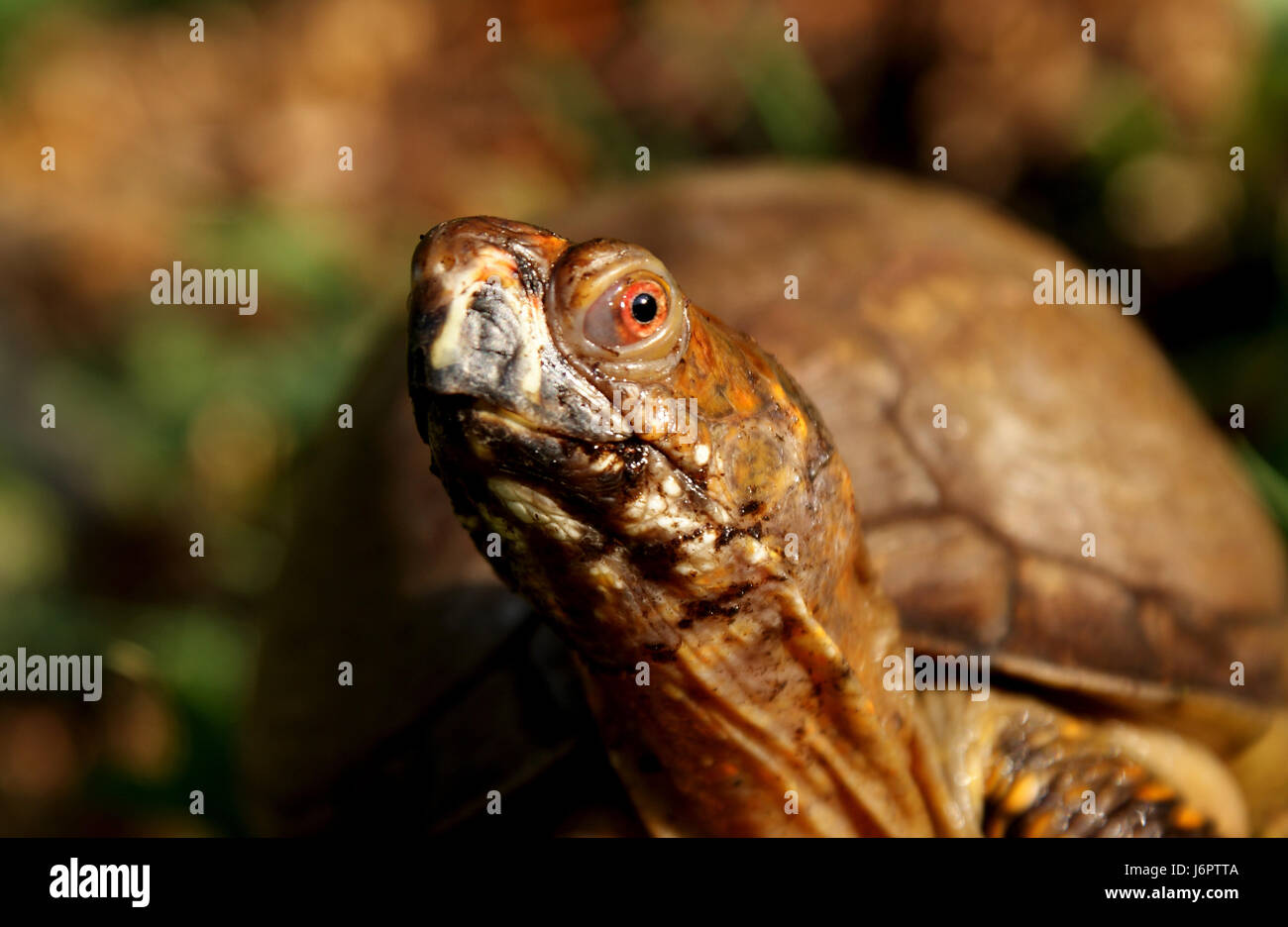 Terrapin portrait hi-res stock photography and images - Alamy