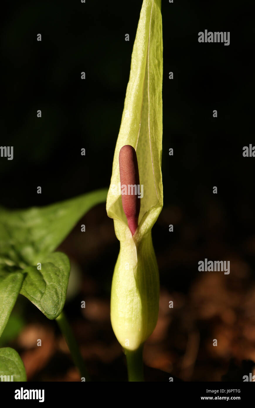 Gefleckter arum hi-res stock photography and images - Alamy