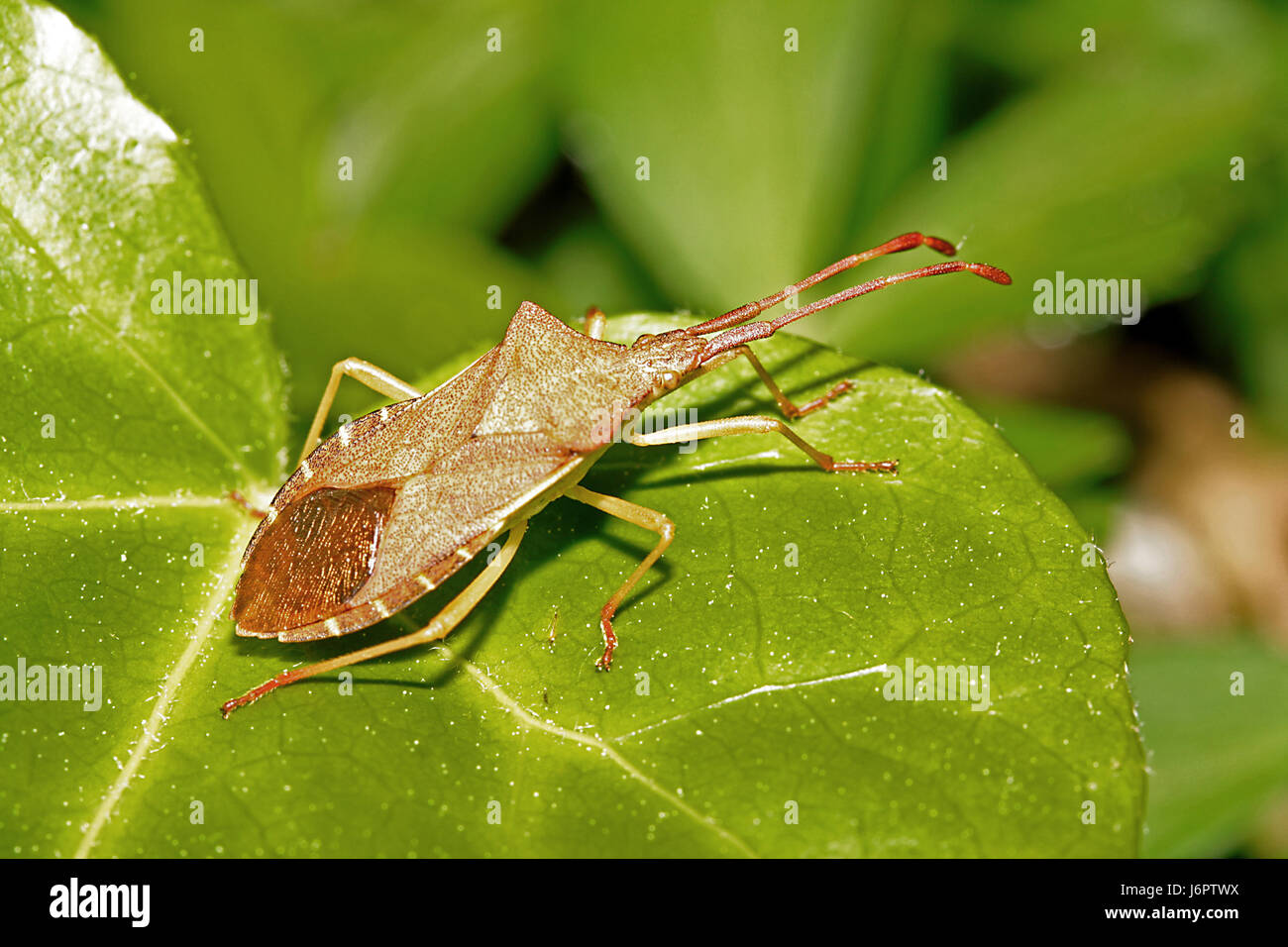 Bug border hi-res stock photography and images - Alamy