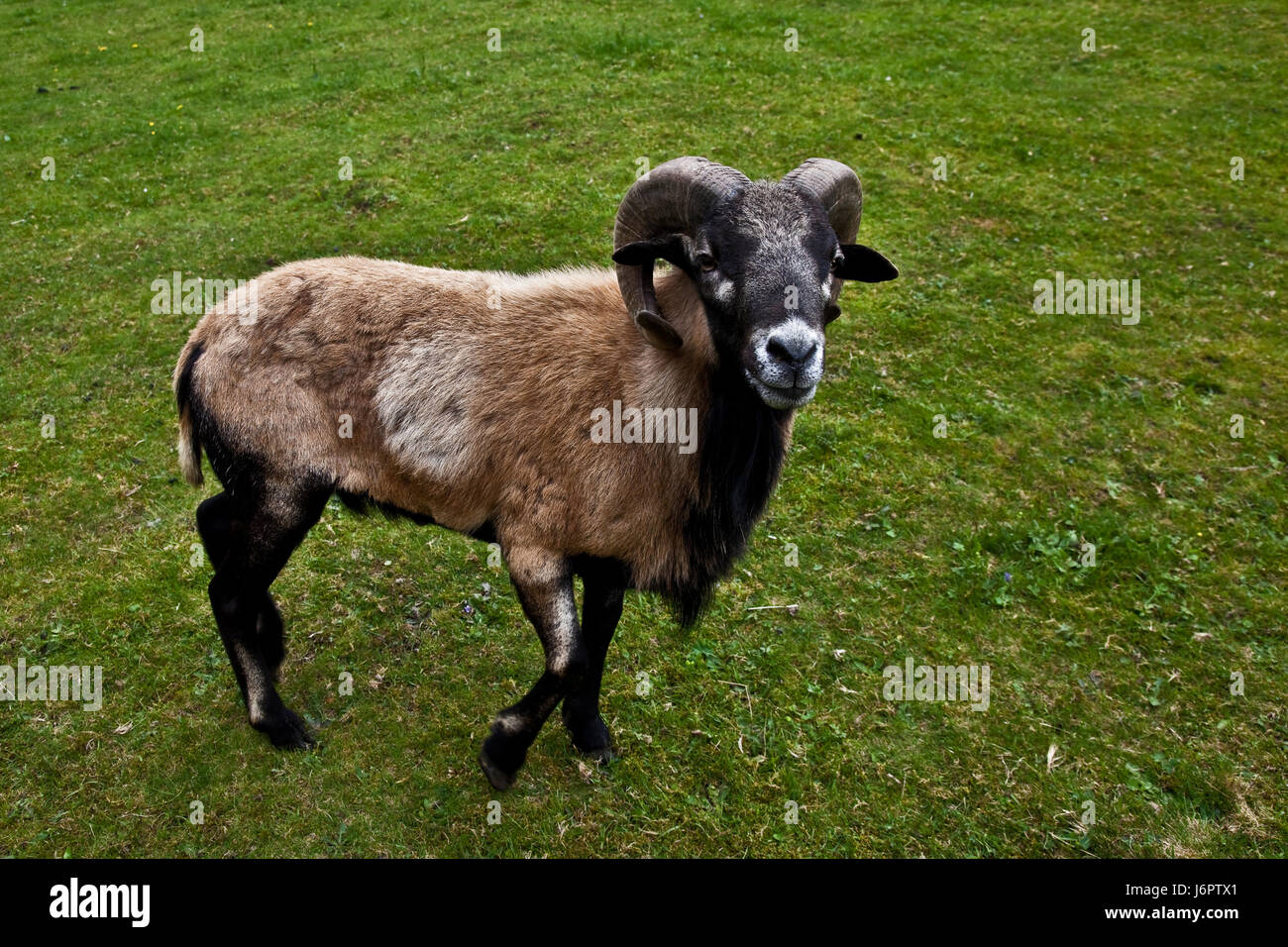 cameroon sheep Stock Photo - Alamy