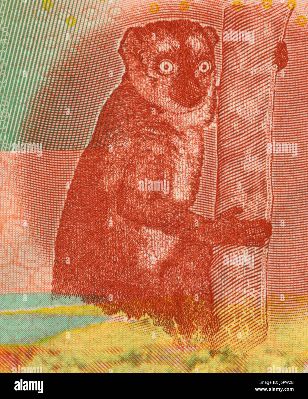 animal mammal wildlife African lemur comoros francs note memo macro ...