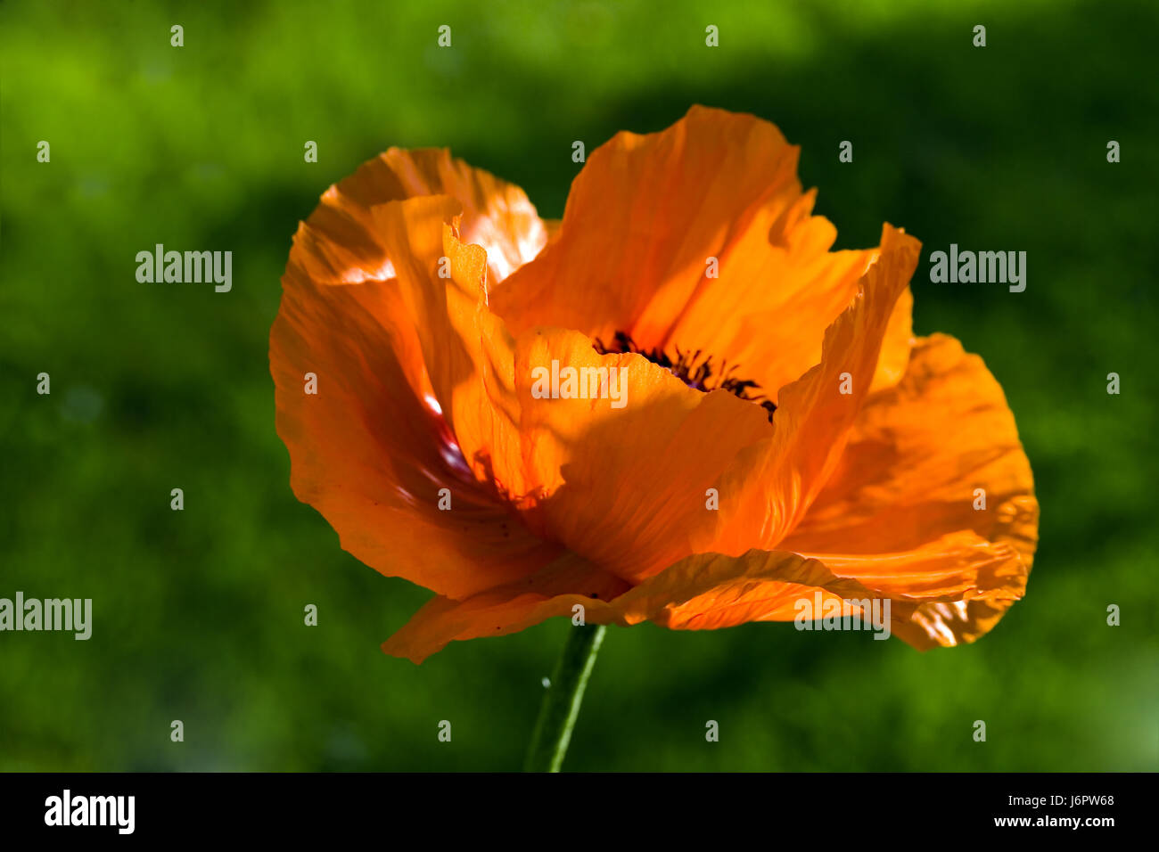 big orange - poppy Stock Photo - Alamy