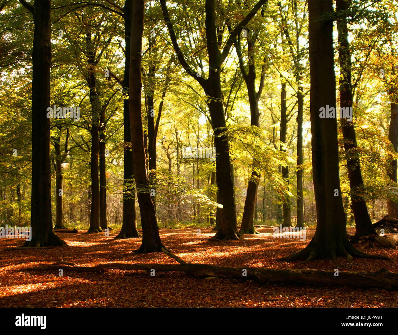 Paint branch hi-res stock photography and images - Alamy