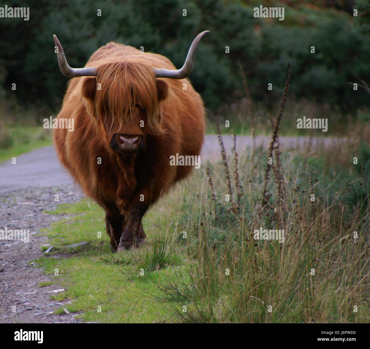 animal brown brownish brunette bull cow herd cattle horns animal brown ...