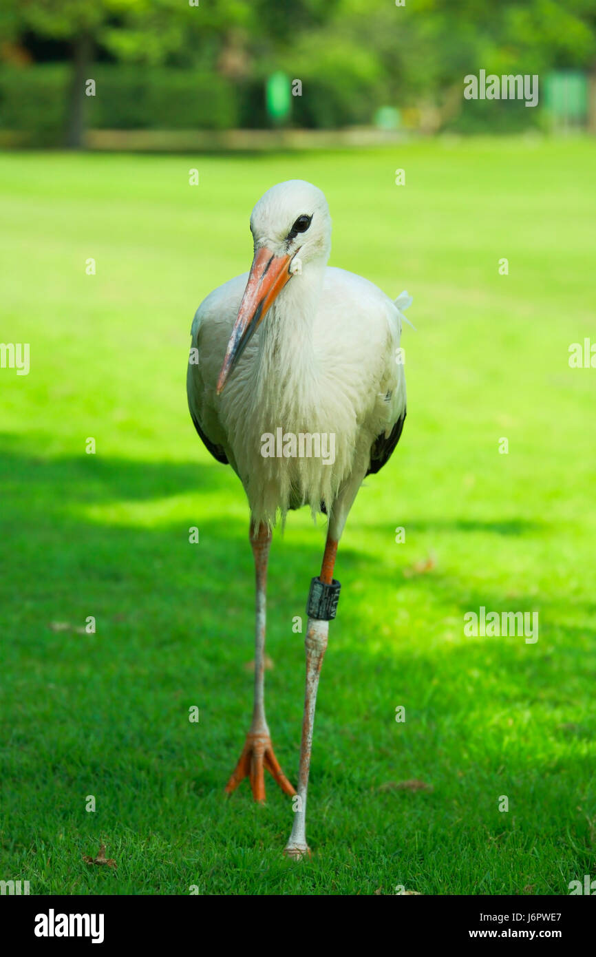 animal bird fauna zoo stork wildlife wilderness feather walk go going ...