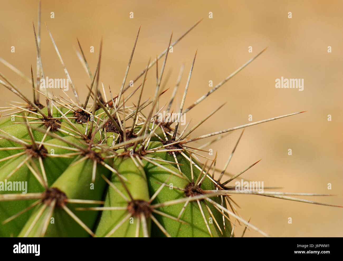 egypt cacti cactus sting dangerous plant macro close-up macro admission ...