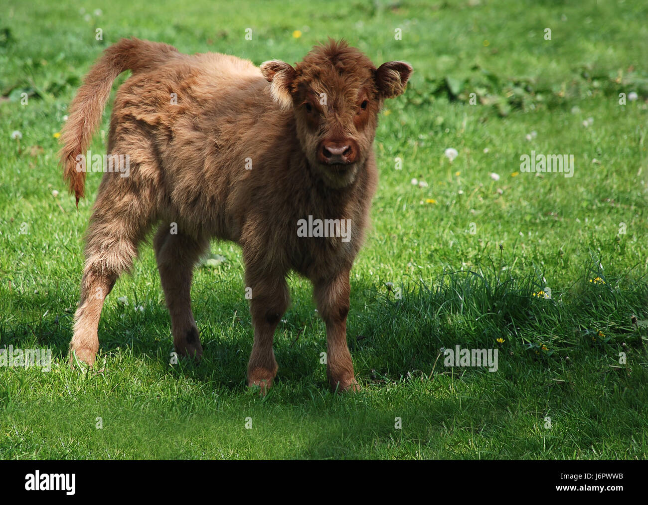 bovine calf young younger mammal agriculture farming hairs bovine calf ...