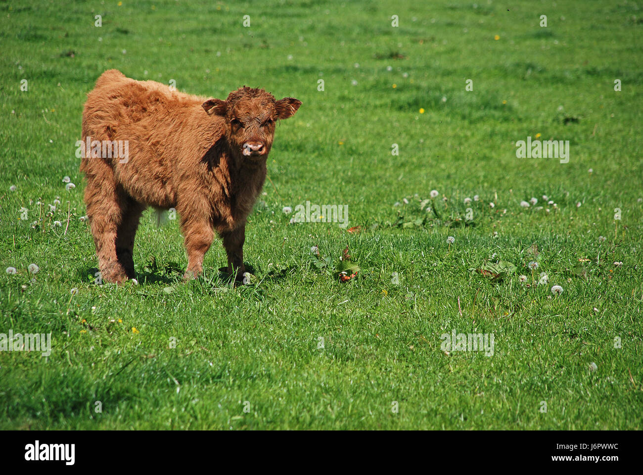 bovine calf young younger mammal agriculture farming hairs bovine calf ...