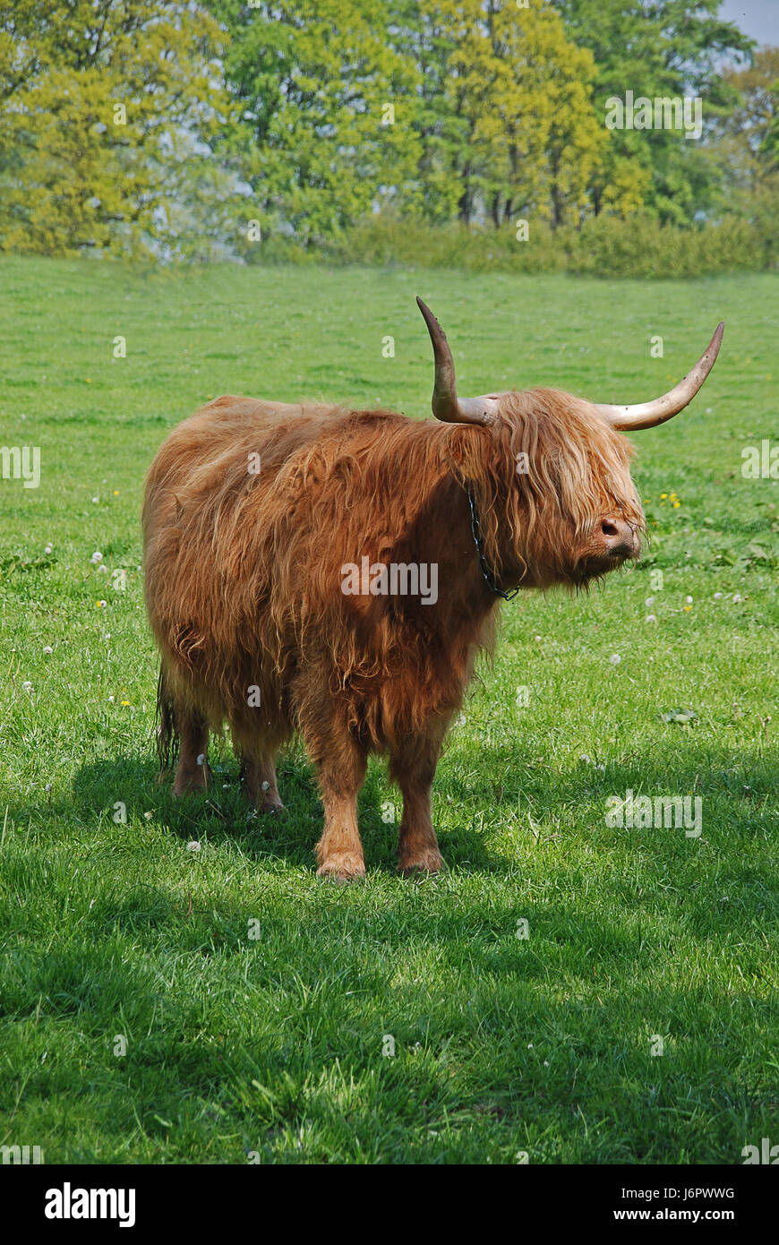 hairs bovine meadow mammal agriculture farming hairs cornets cow bovine ...