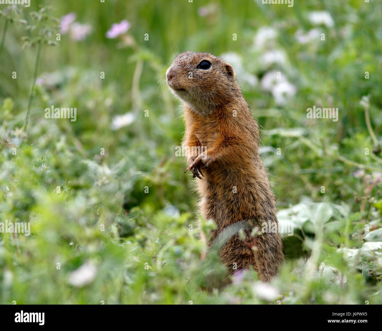 rodent terrestrials spermophilus teeth cave curious nosey nosy rodent ...